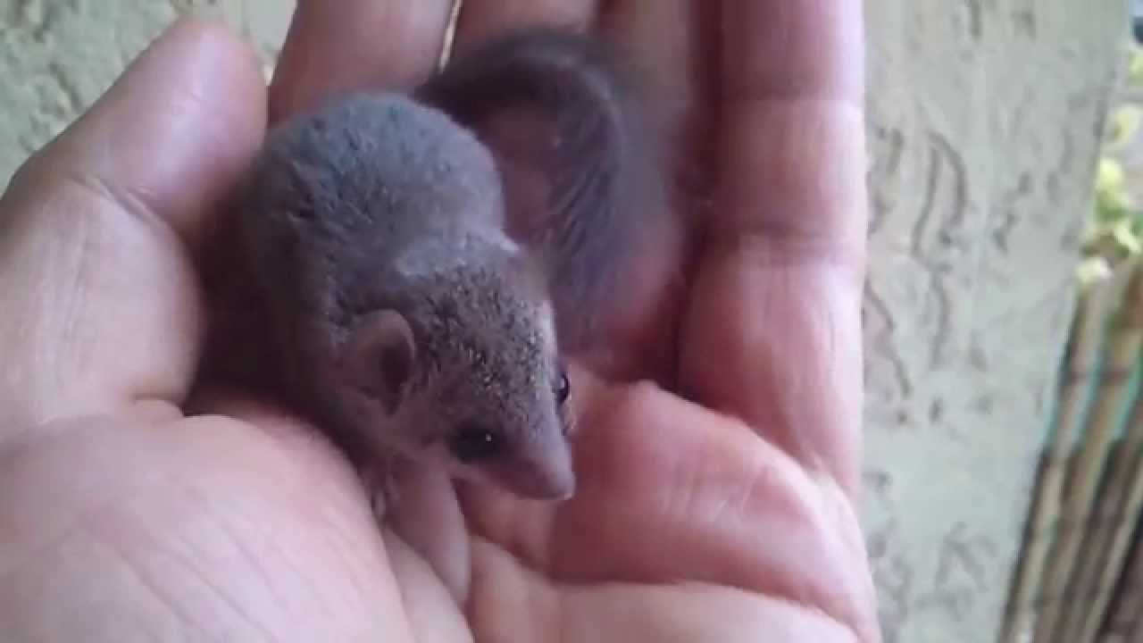 Popielica afrykańska (Graphiurus murinus) Woodland dormouse - YouTube