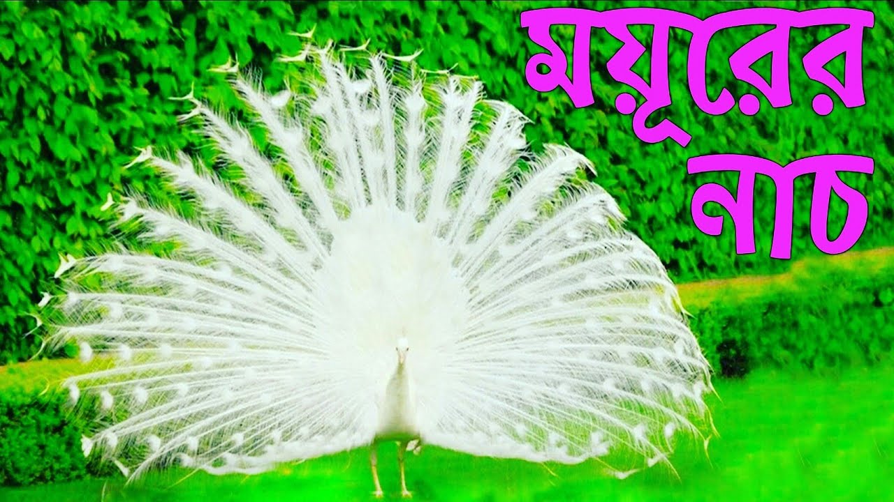 সবচেয়ে সুন্দর পাখি ময়ূরের বিভিন্ন জাত | moyurer nach ময়ুরের নাচ ...