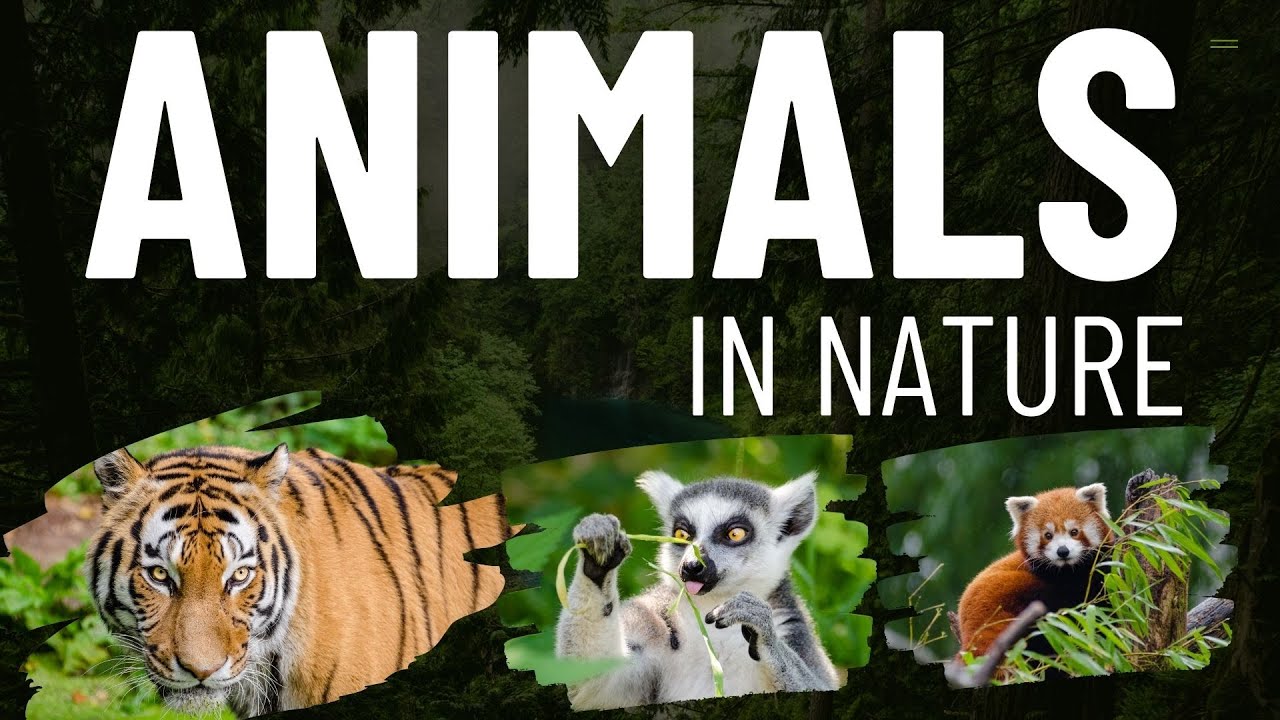 Animals | Nature | Animals in natural life | Amazona Jungle | jungle ...