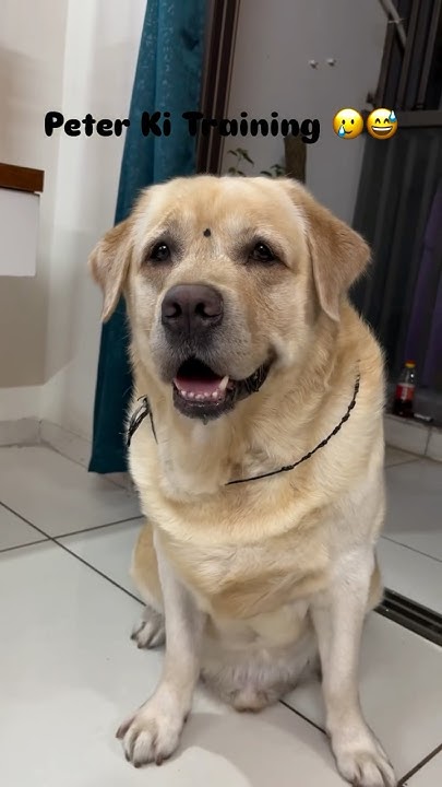 Peter Ki training 😂😅 #shorts #youtubeshorts #funny #pets #reels #trending #dogvideos - YouTube