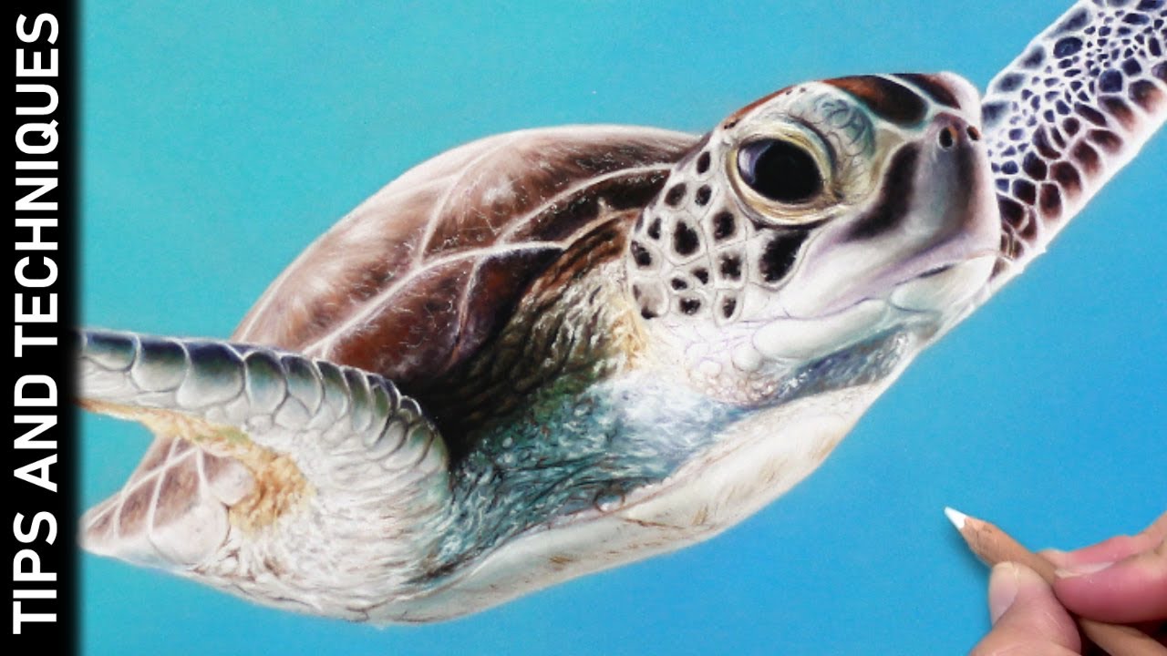Sea Turtle pastel drawing | Achieving realism with pastel pencils - YouTube