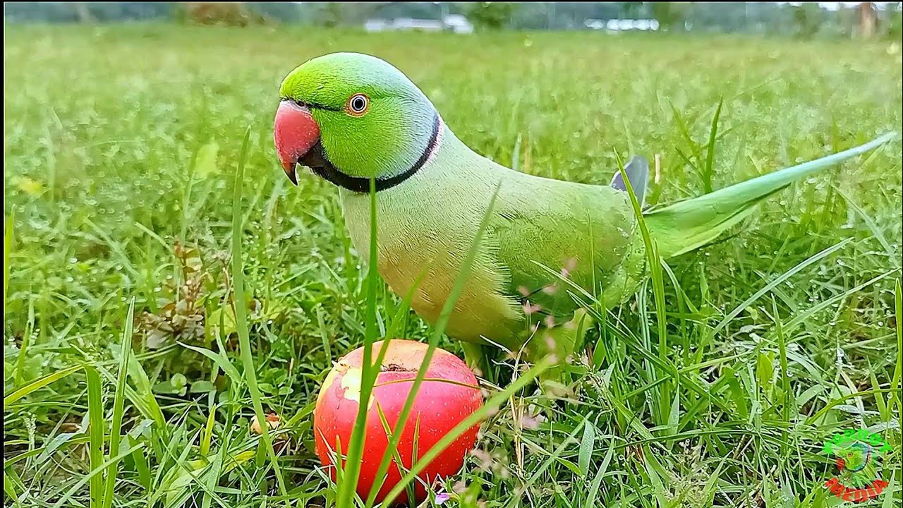 Talking Parrot Eating Apple - YouTube