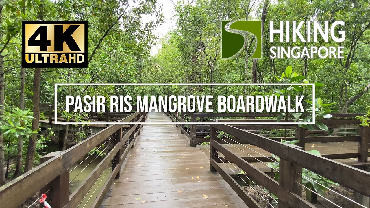 Pasir Ris Park Mangrove Boardwalk - Hiking Singapore [4K] [HDR] - YouTube