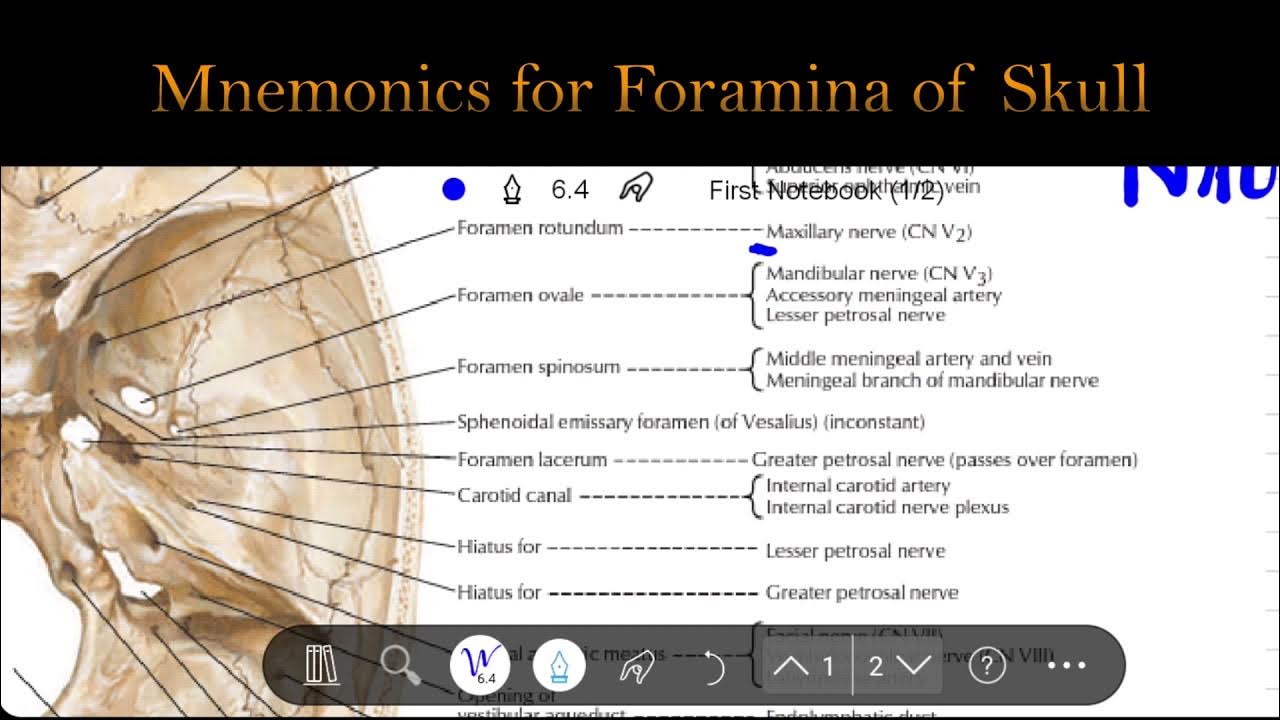 Mnemonics for Foramina of Skull & contents | Doctor Z - YouTube