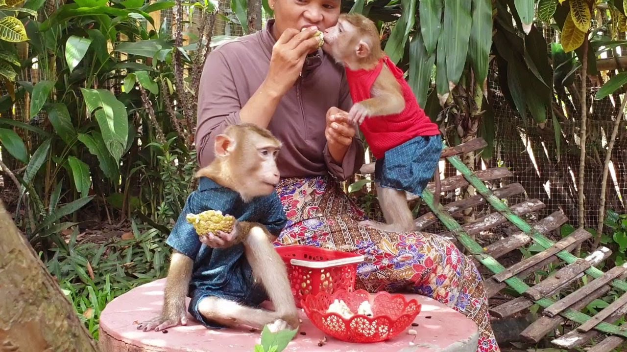 Sweetie small monkey Yoko and Koko yummy eating Sugar apple /Koko&Yoko ...