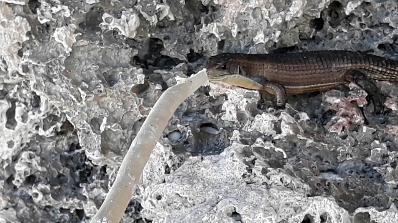 lucertolone a zanzibar - YouTube