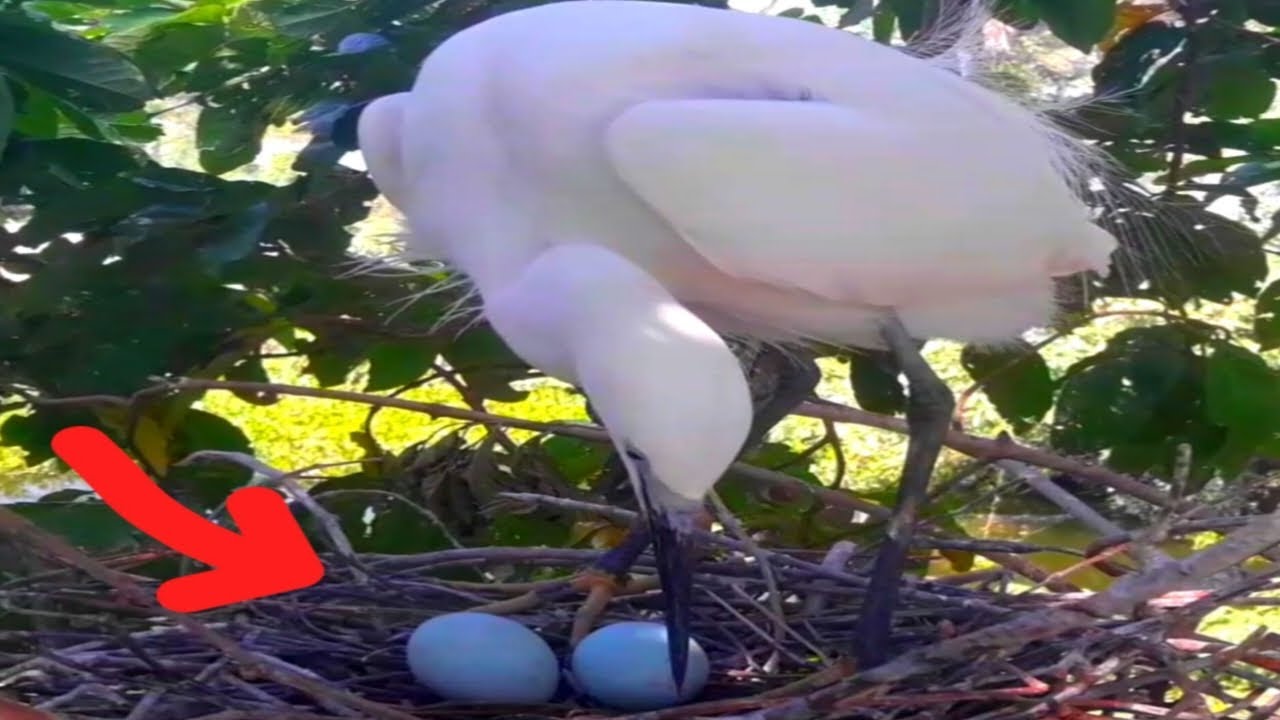 Ep. 8Bird Little egret leaves the nest (1st nest)#bird - YouTube