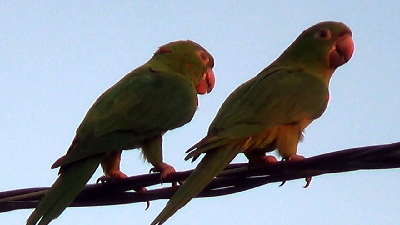 PERIQUITÃO-MARACANÃ casal (PSITTACARA LEUCOPHTHALMUS), WHITE-EYED ...
