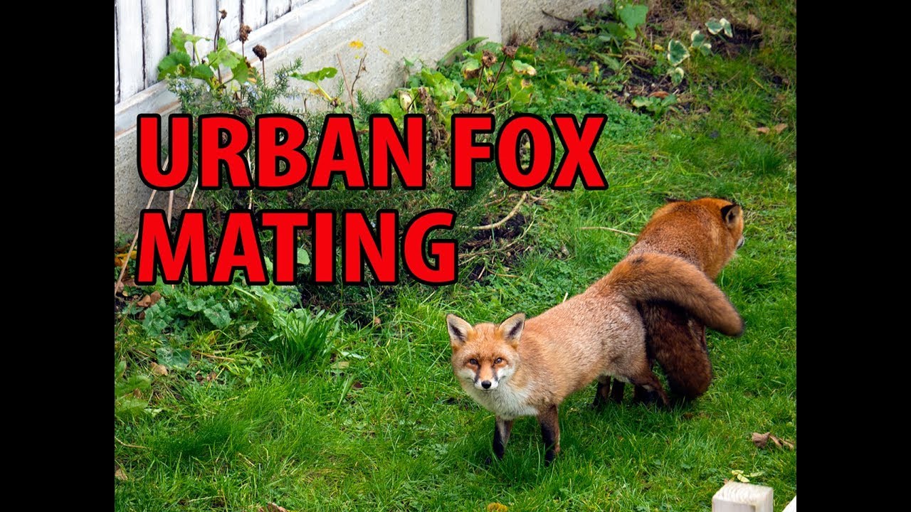 Urban Foxes Mating Youtube