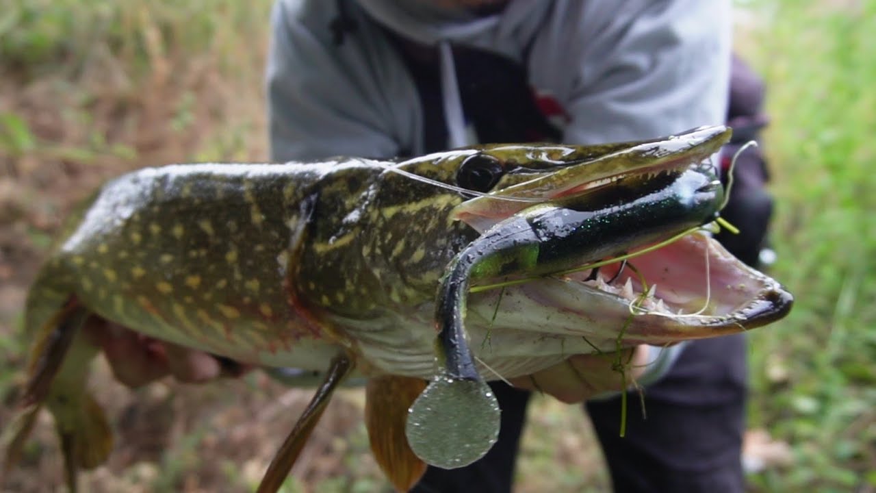 These River Pike Were soo Aggressive! - YouTube