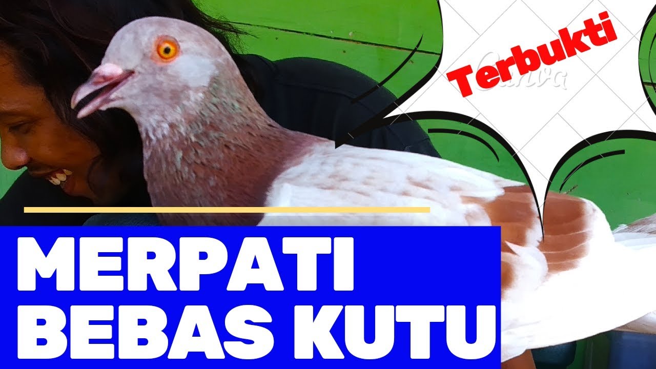CARA MENGHILANGKAN KUTU BURUNG MERPATI!! TERBUKTI..!!! - YouTube