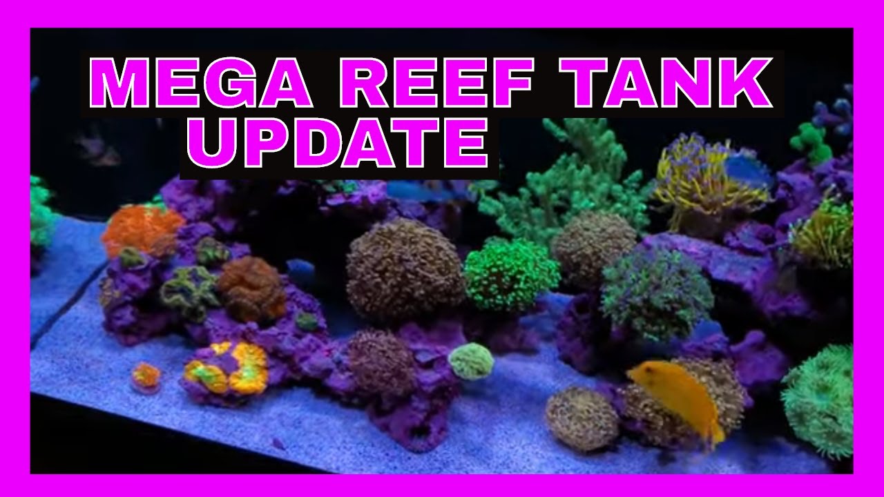 Mega Reef Tank Update - 75 Gallon Reef Tank - Nano Reef Tank - YouTube