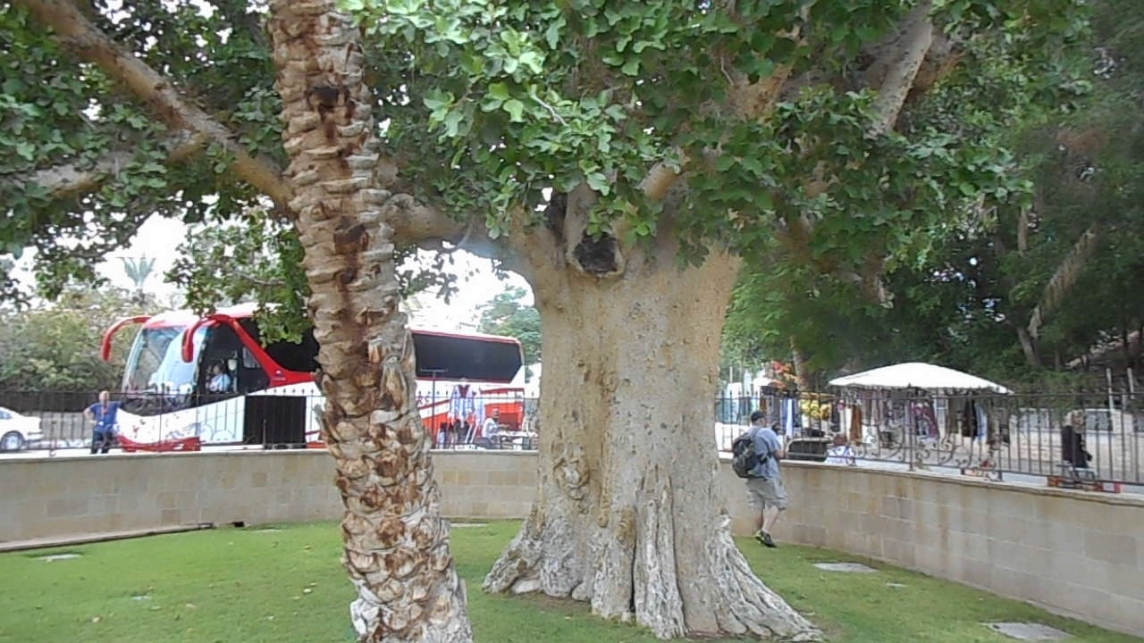 Tree of Zacchaeus - Jericho - YouTube