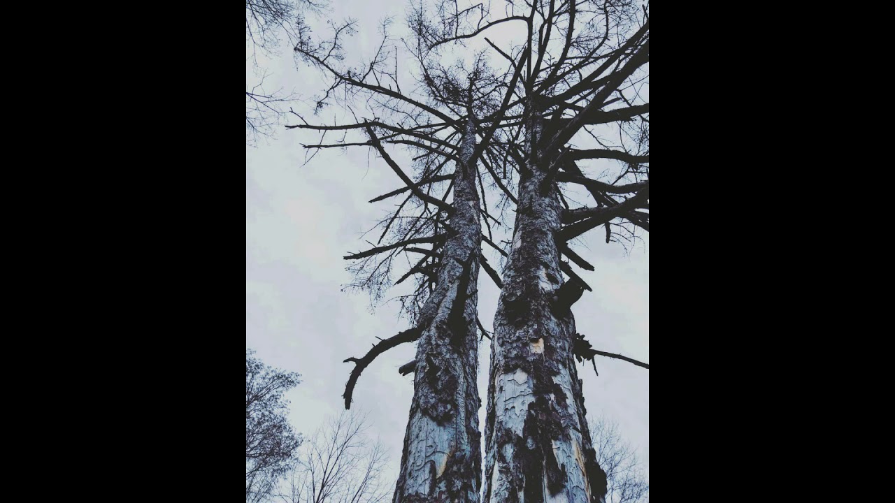 Lair of The Mothman - Black Eyed Kids - YouTube