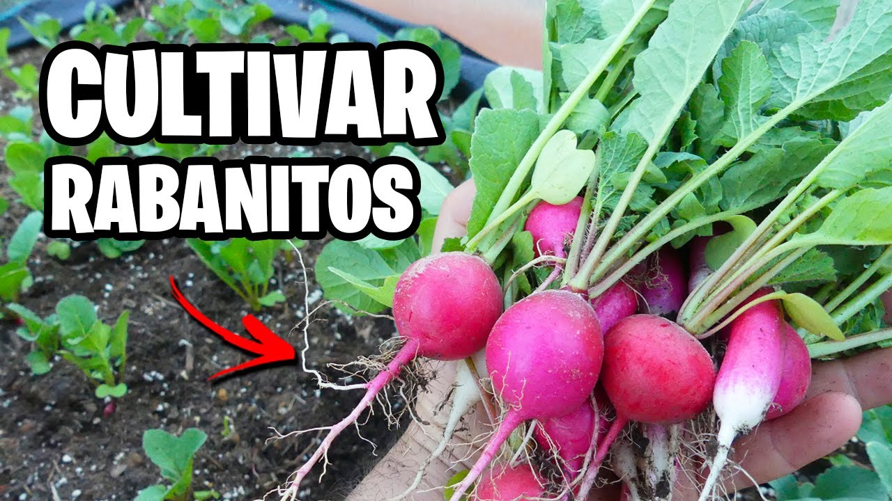 Como CULTIVAR RABANITOS con Éxito 🌱 La GUÍA COMPLETA | La Huerta de ...