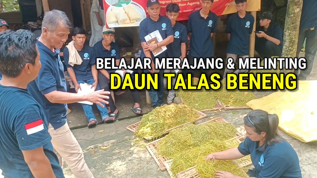 Belajar Melinting & Usaha Merajang Daun Talas Beneng - YouTube