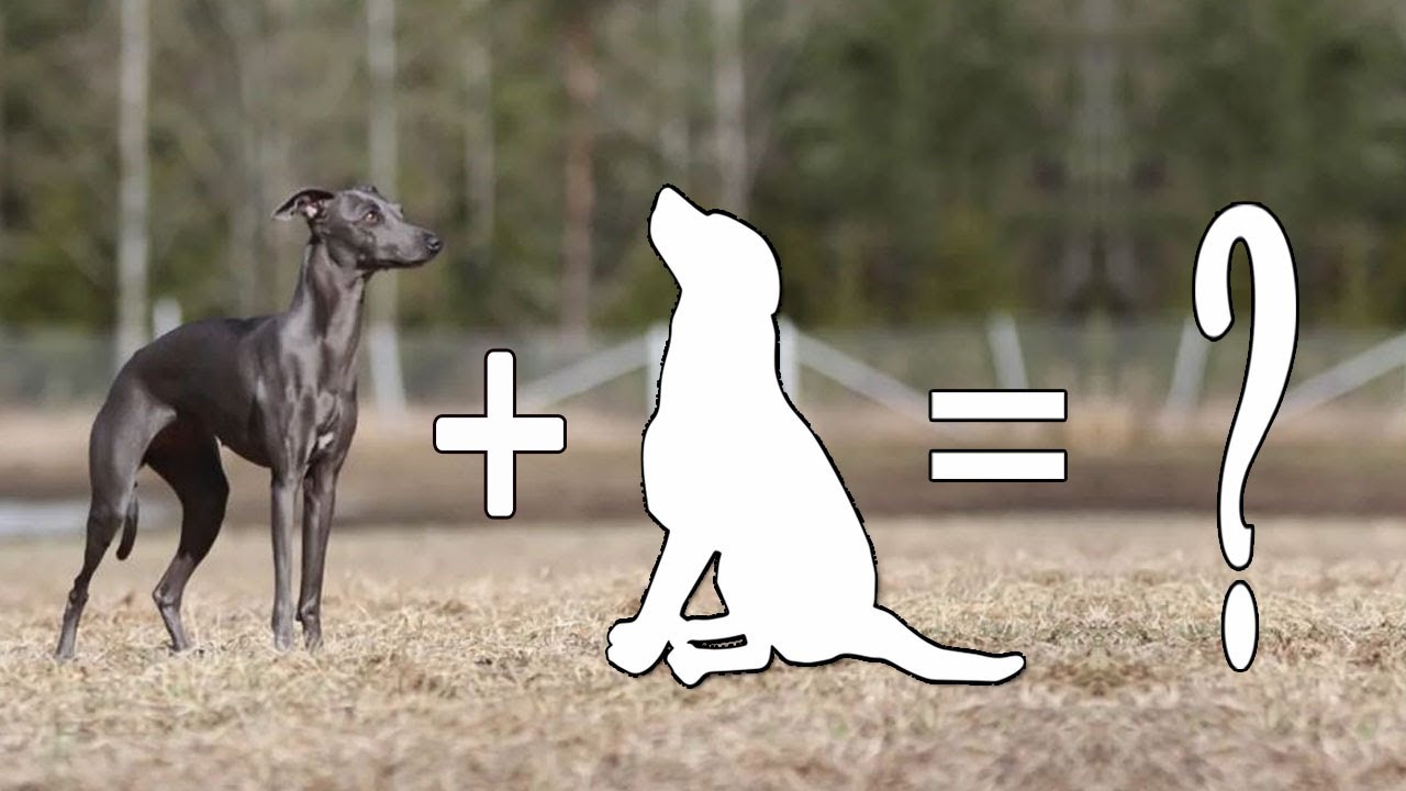 Italian Greyhound Mixes Cross Breed Dogs / Italian Greyhound Cross ...