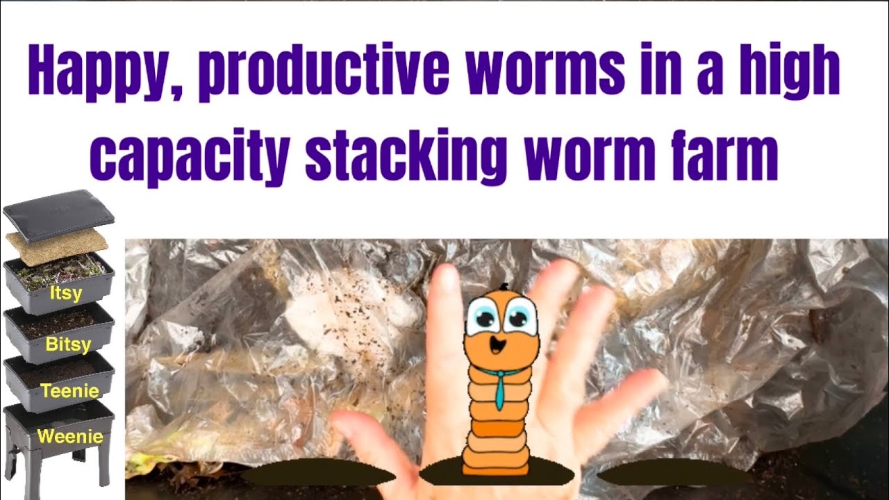 Happy, productive worms in a high capacity stacking worm farm - YouTube
