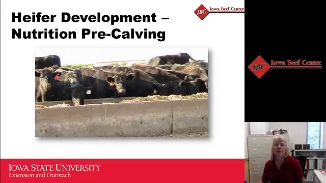 Pre-calving/Late Gestation Nutrition of the Yearling Beef Heifer Pt. 1 ...