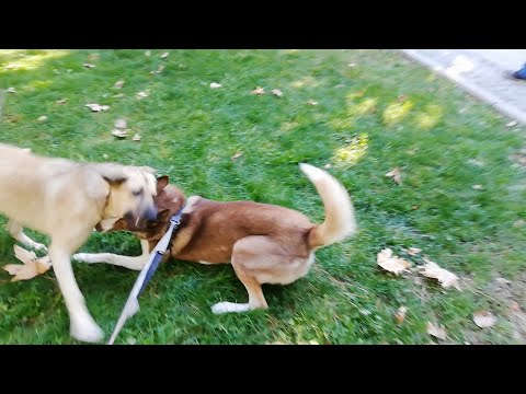 HUSKY Sibirya kurdu vs KANGAL köpekler birbirine girdi