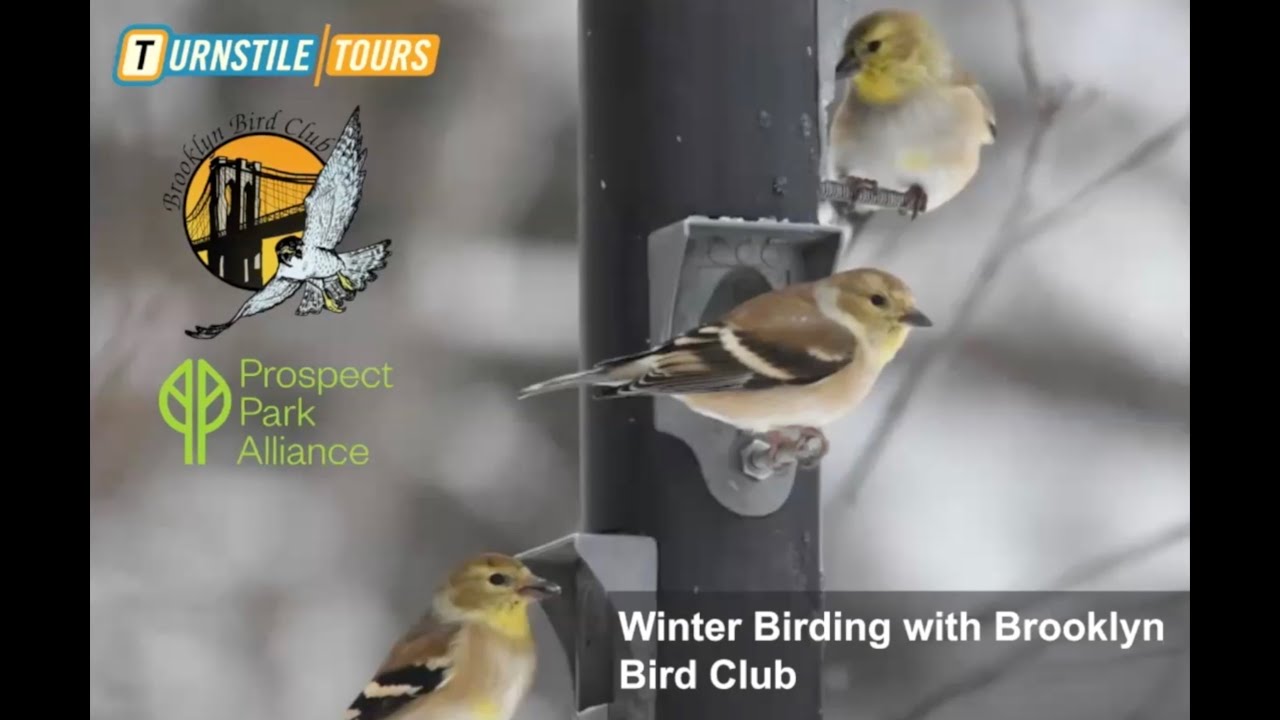 Winter Birding with the Brooklyn Bird Club | Episode 186 - YouTube