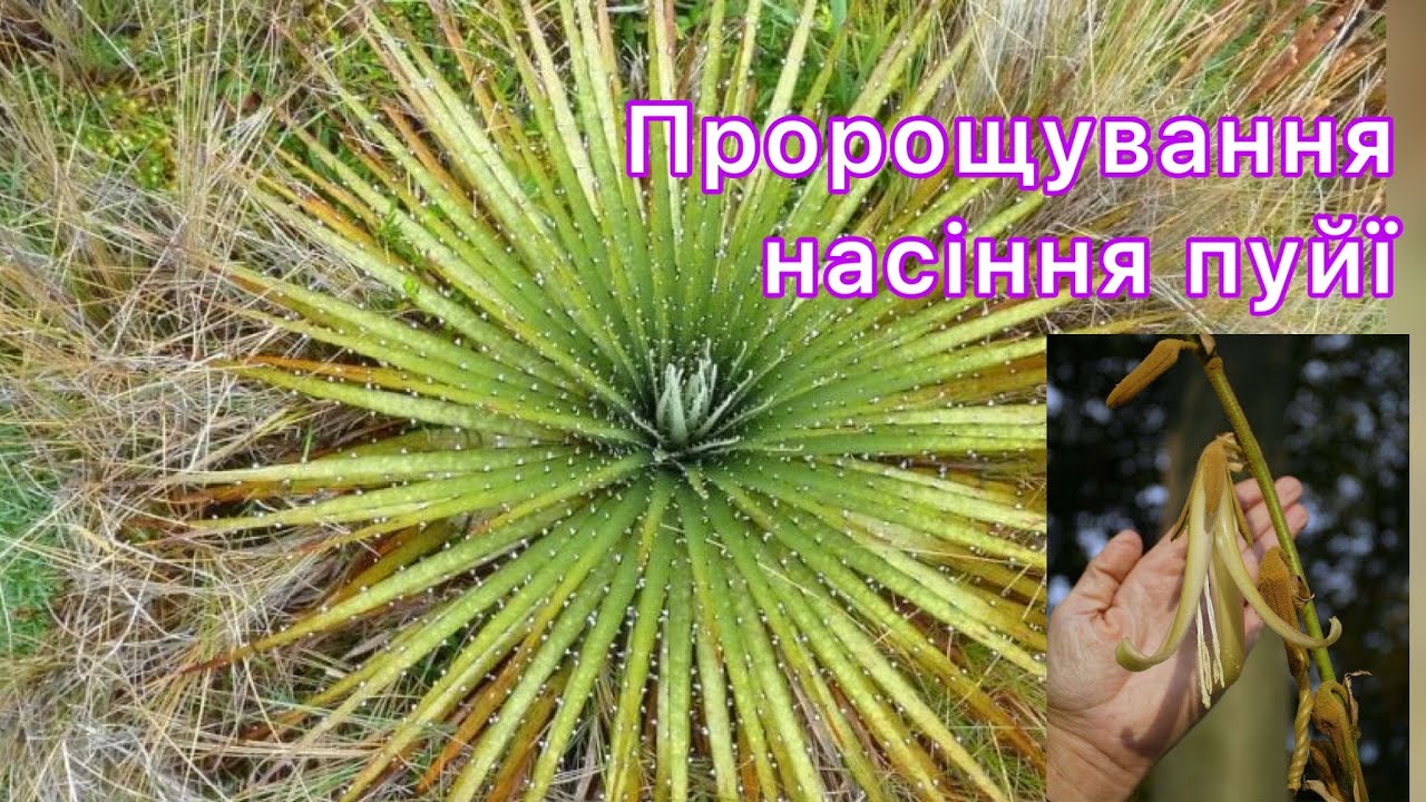 Пророщування насіння пуї,бромелеєві #PUYA FERRUGINEA #пророщування #пуя ...