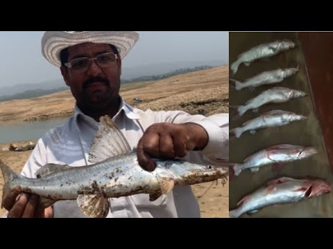 How to catch singhara fish 2021|| uniquefishing || Jhelum Anglers ...