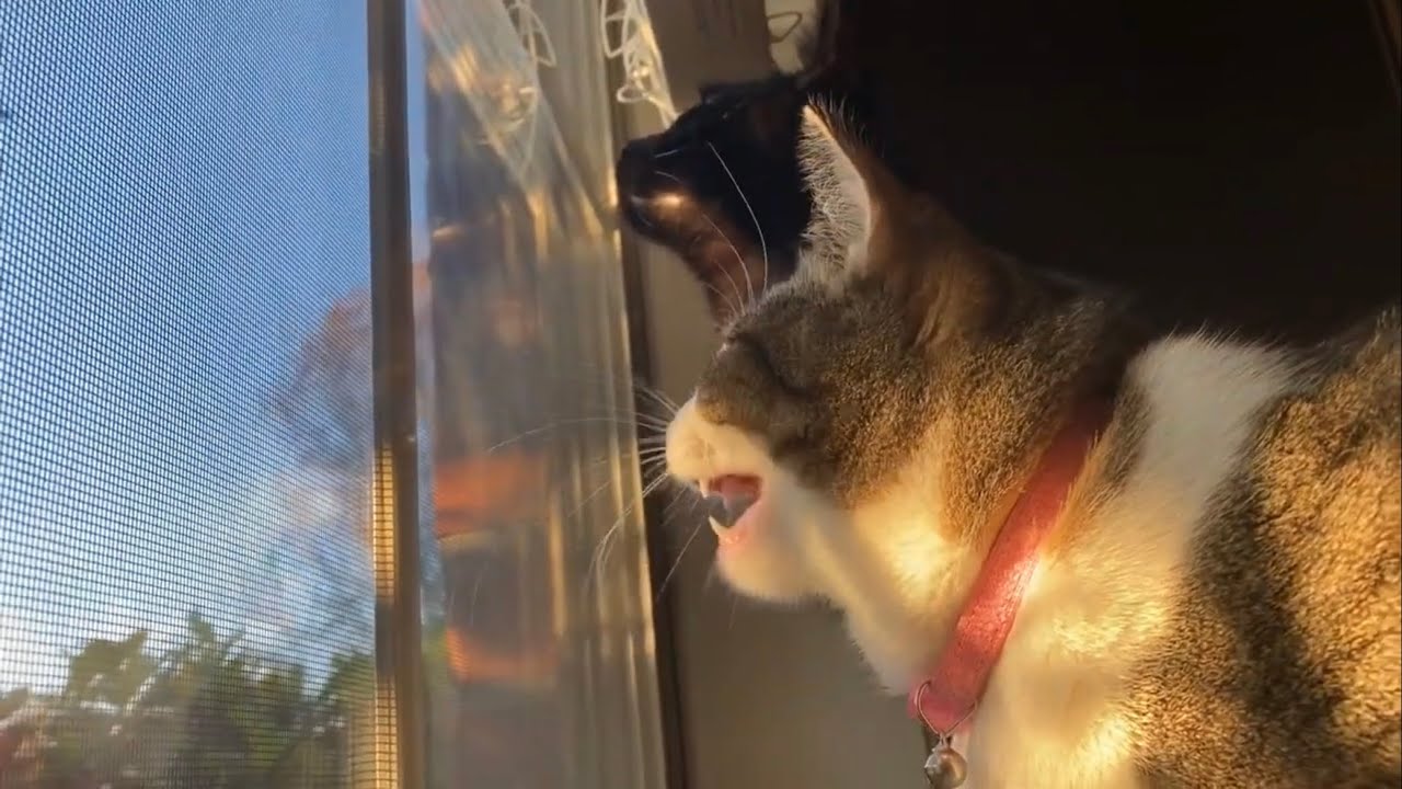 Emma And Brady The Cats Chittering At Birds - YouTube