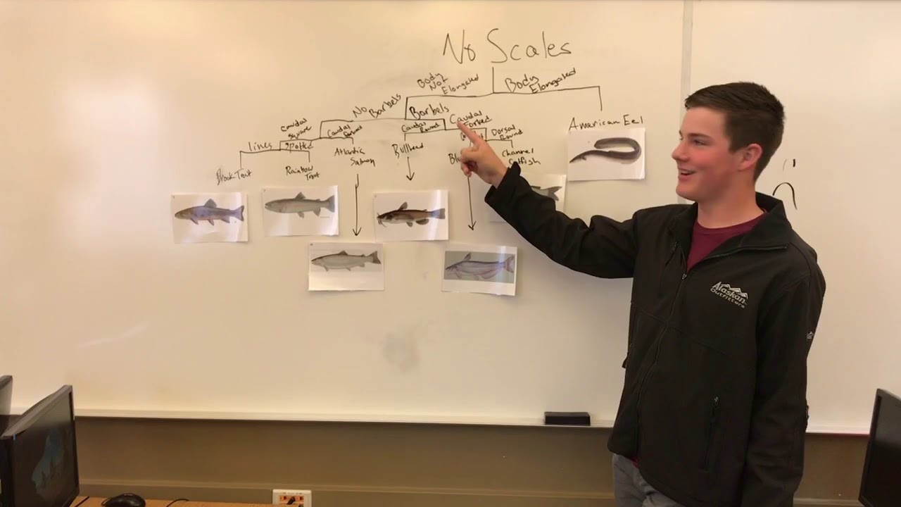 Dichotomous Keys Fish Identification - YouTube