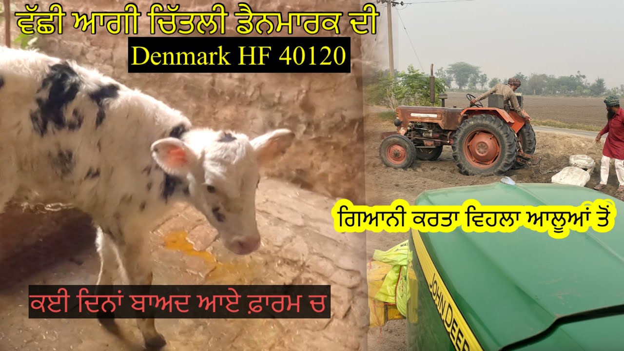 Cow farm//Denmark female calf HF 40120//ਆਲੂ ਦਾ ਕੰਮ ਚੱਲੀ ਜਾਂਦਾ ਜ਼ੋਰਾਂ ਤੇ ...