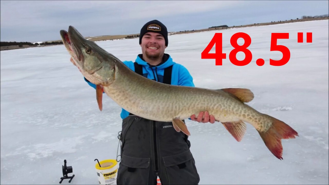 Ice Fishing for Musky: Four in One Day! - YouTube