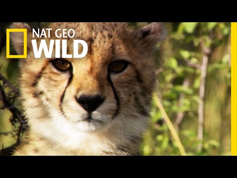 It is International Cheetah Day | Nat Geo WILD