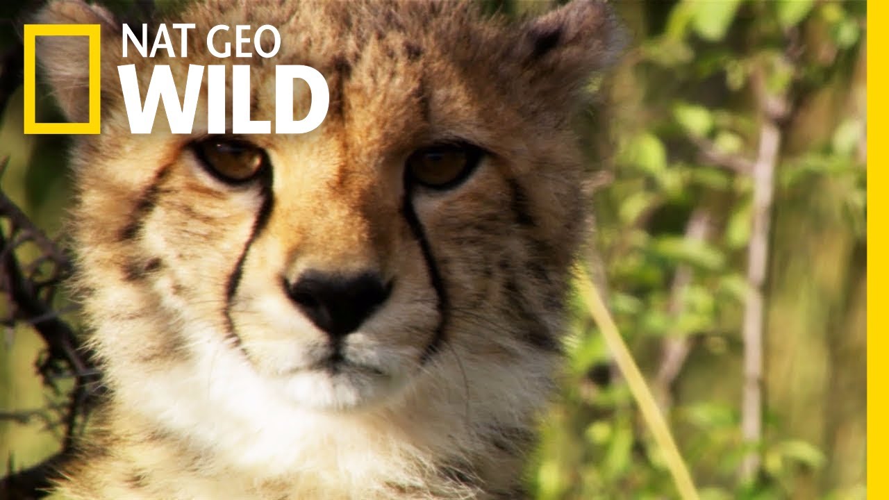 It is International Cheetah Day | Nat Geo WILD - YouTube