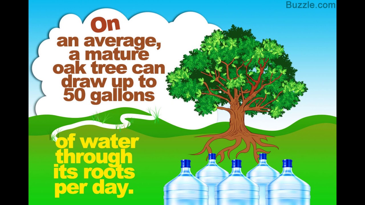 TREE FUN FACTS THAT YOU WILL BLOW YOUR MIND - YouTube