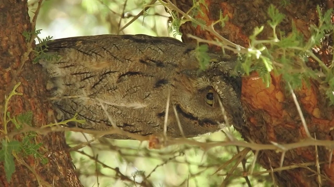 Birds of Saudi Arabia: Arabian Scops Owl - YouTube