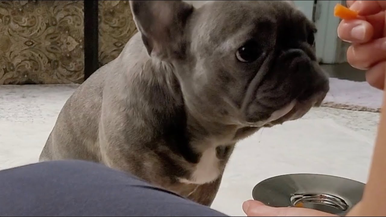 Frenchie tricks, training, carrot snack time - YouTube