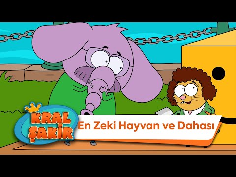 En Zeki Hayvan ve Dahası - Kral Şakir