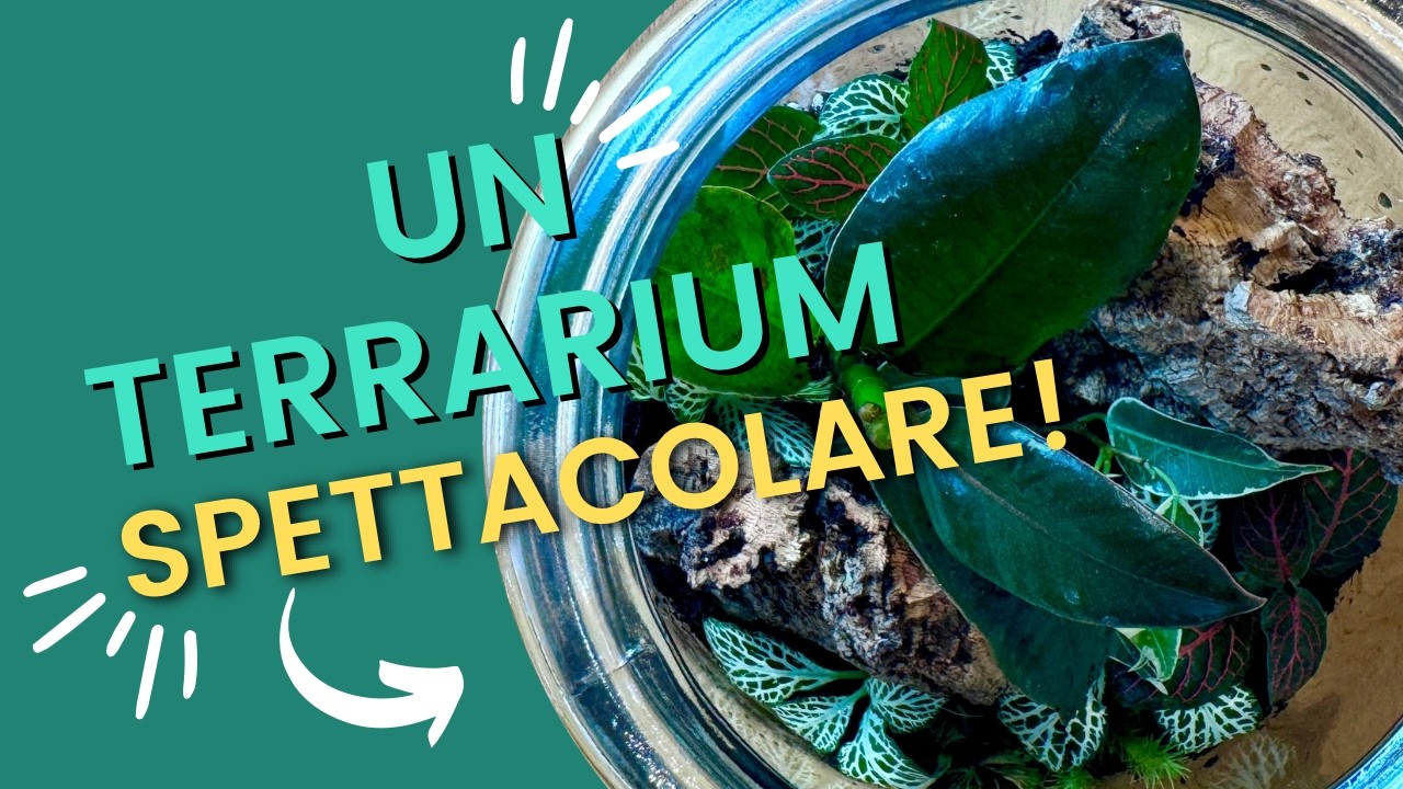 Crea il Tuo Terrario Perfetto con Fittonia, Ficus, Muschio e Fittonia ...