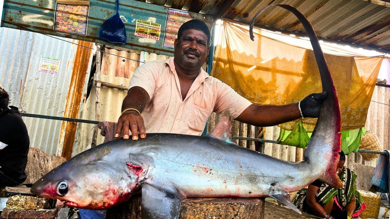 KASIMEDU MINNAL RAJA FISH CUTTING VIDEO CUTTING FOCUS - YouTube