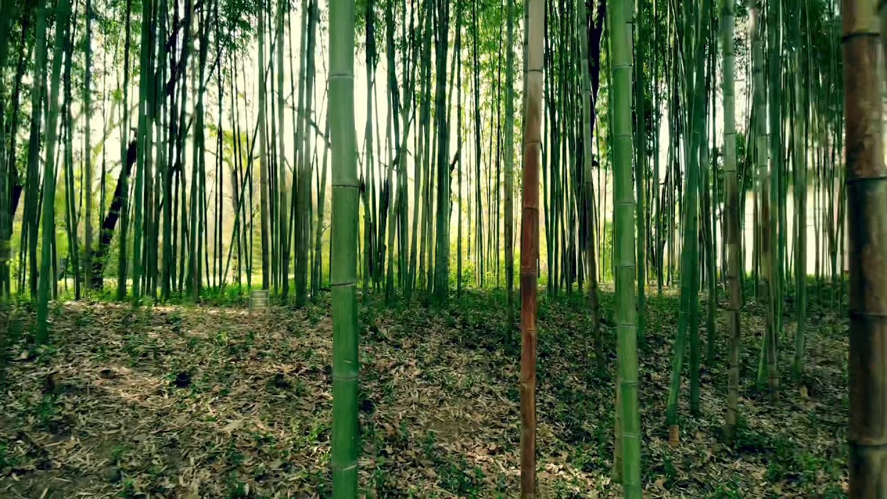Bamboo Forest - Chico, CA - YouTube