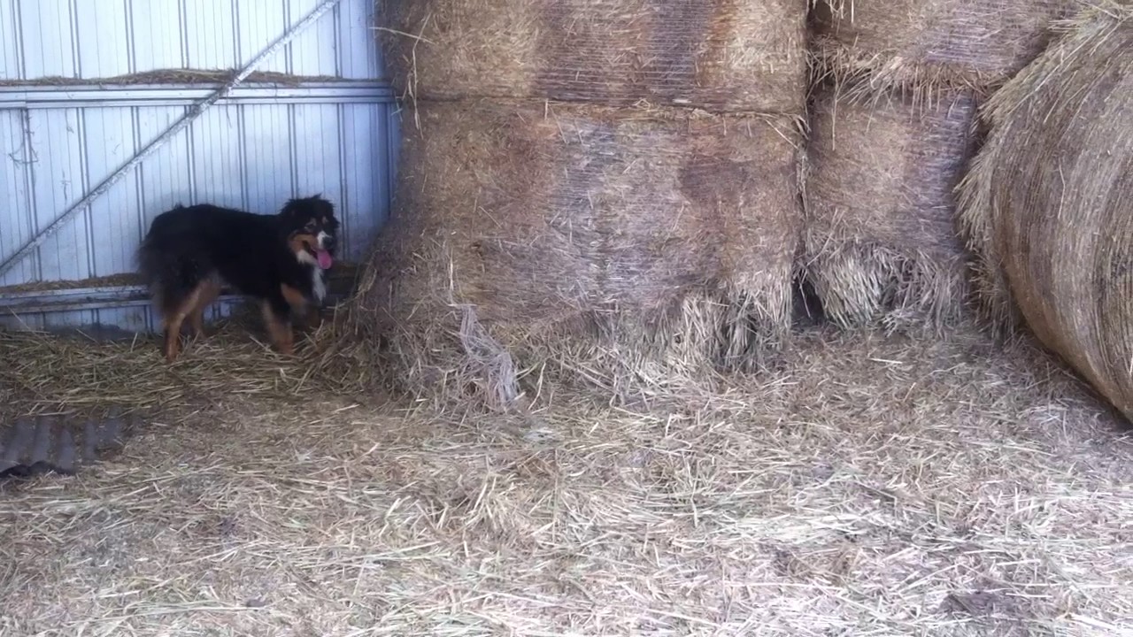 Dog changer - YouTube