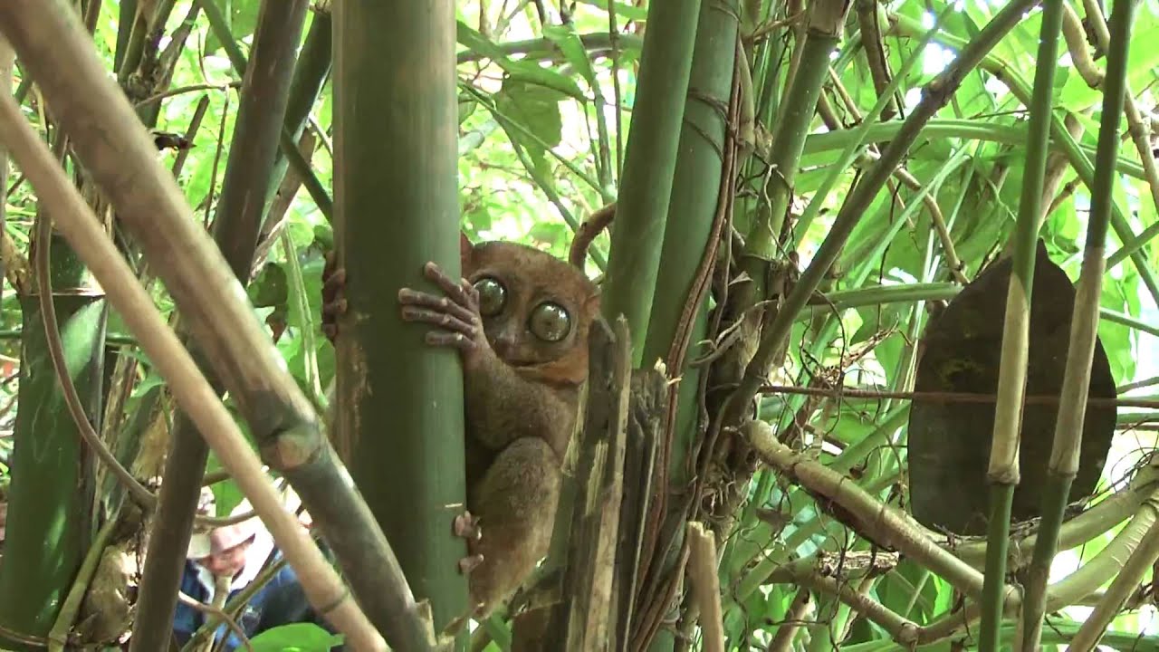 Funky Tarsier Monkey in Bohol (High Definition) - YouTube