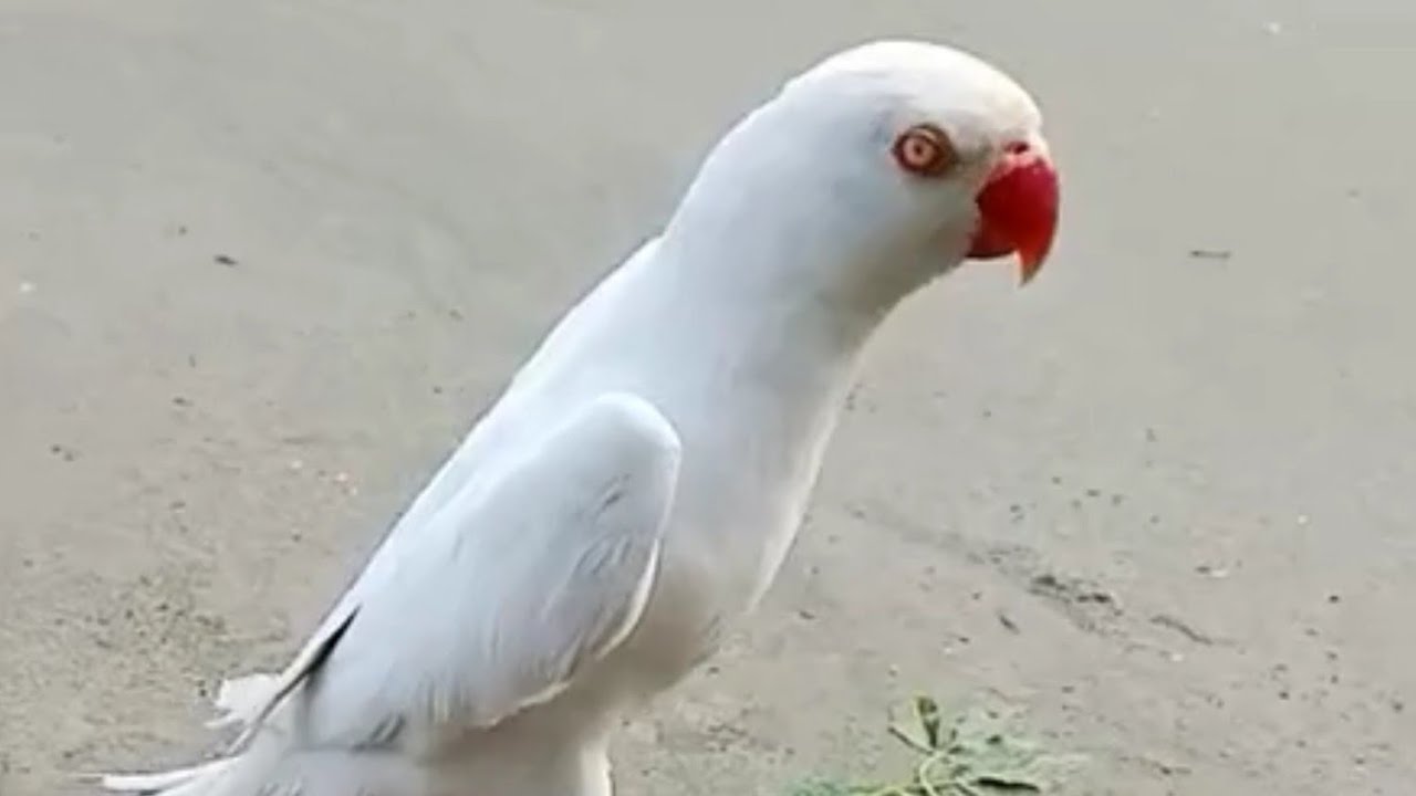 Parrot Jora White Parrot Masti - YouTube