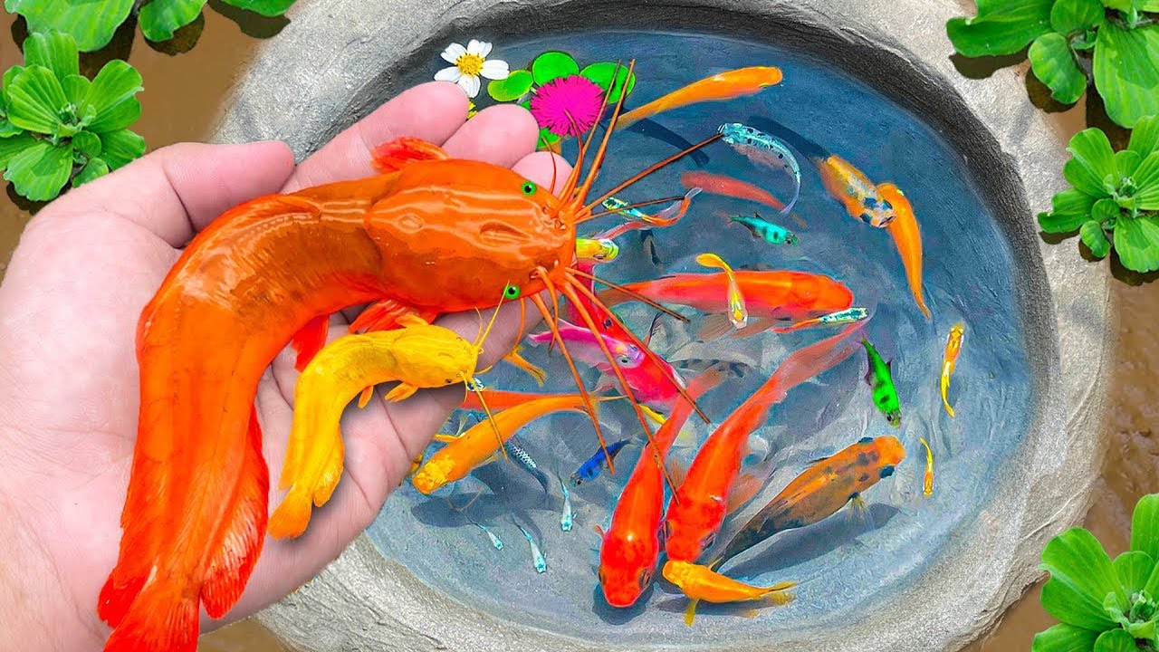 Catch Ornamental Colorful Catfish Nest In Tiny Pond, Mini Neon Tetra ...