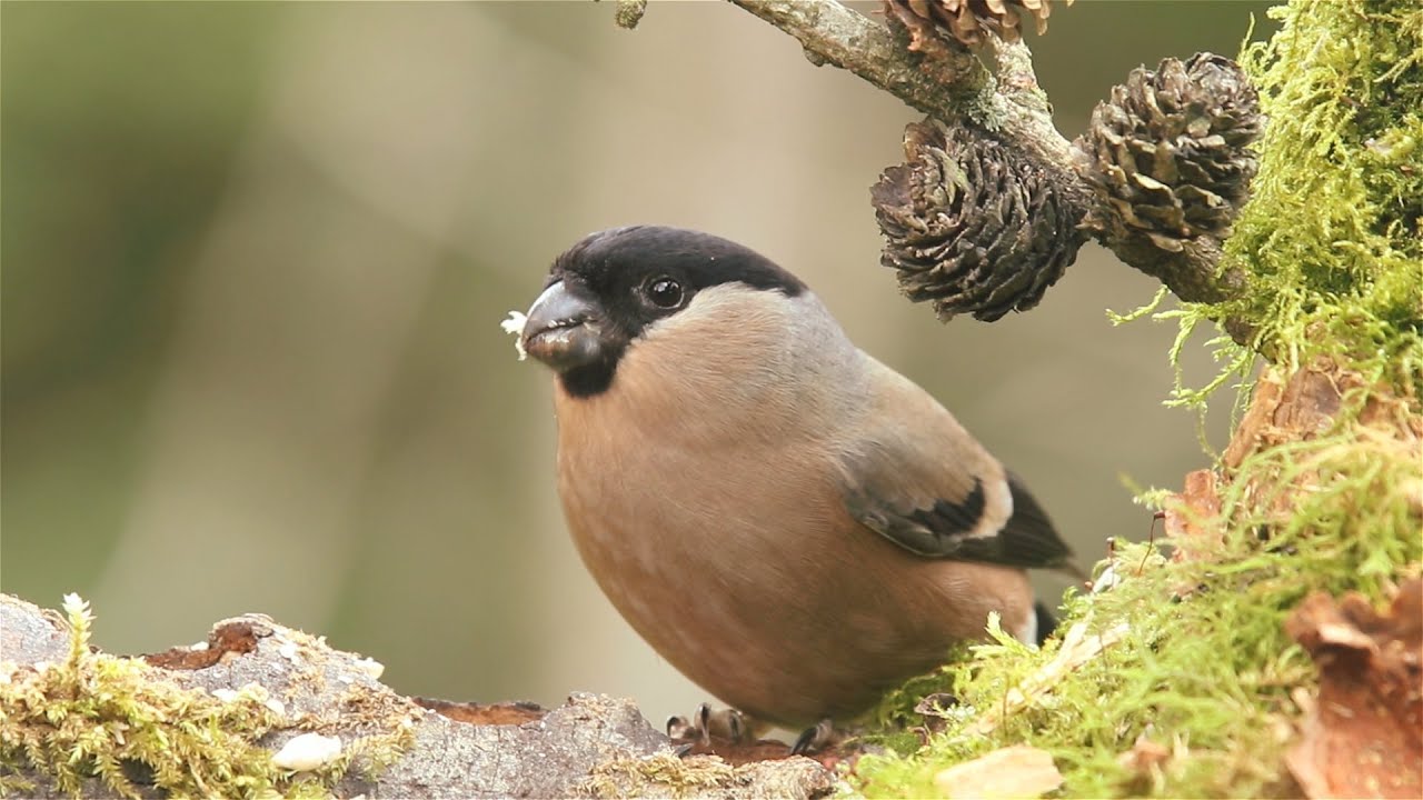 Female Bullfinch in garden - YouTube