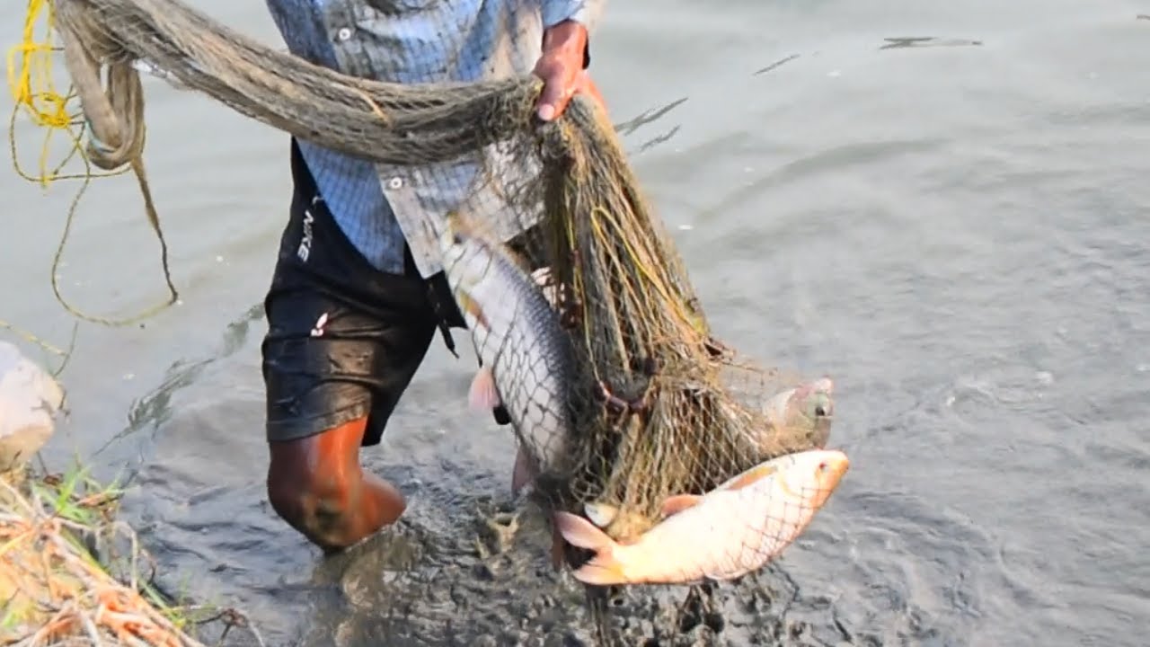 Traditional Net Fishing In Village || Net Fishing Video - YouTube