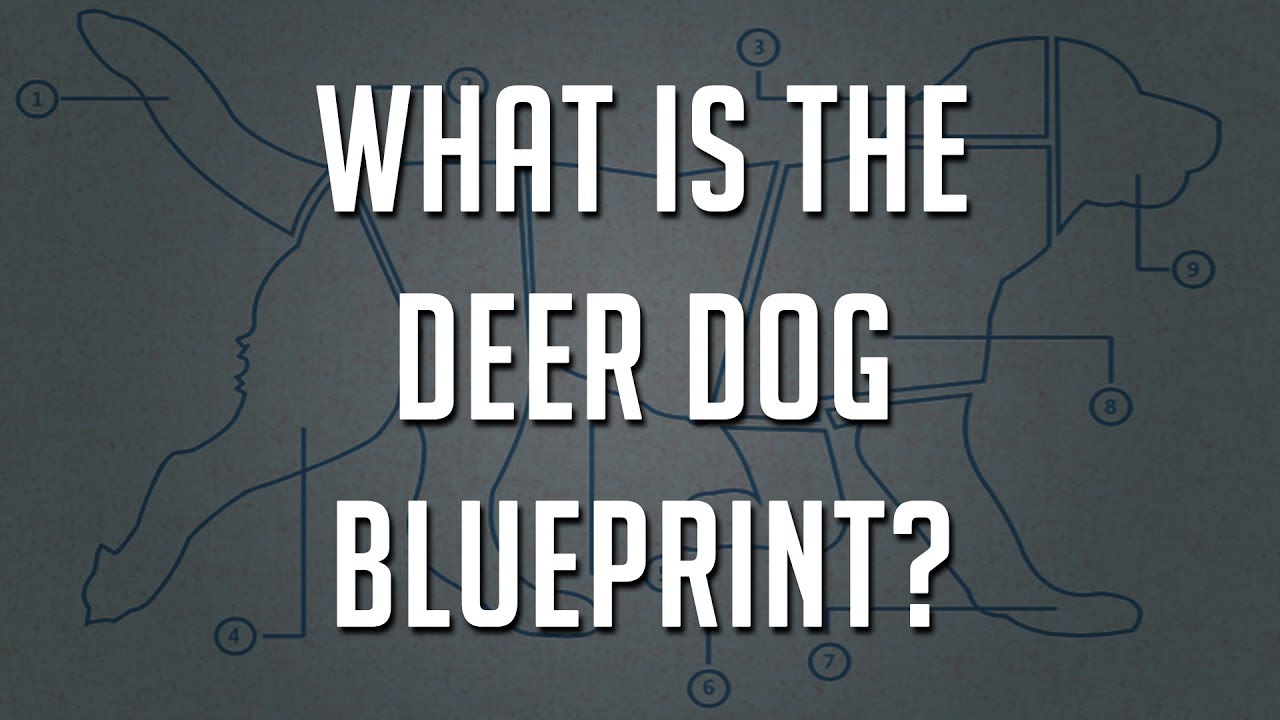What is the Deer Dog Training Blueprint? - YouTube