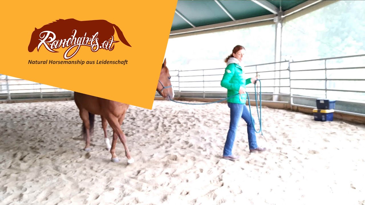 Training L1: Indirektes Gefühl - Pferd führen / promptes Folgen - YouTube Training L1: Indirektes Gefühl - Pferd führen / promptes Folgen - YouTube