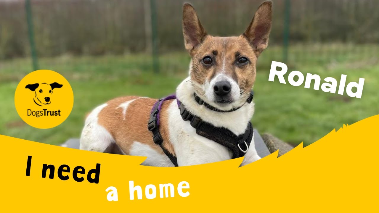 Ronald the terrific Jack Russell Terrier | Dogs Trust Loughborough ...