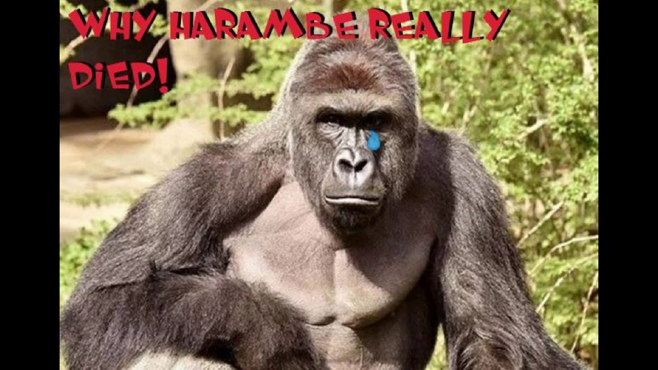 why harambe really died!!!! - YouTube